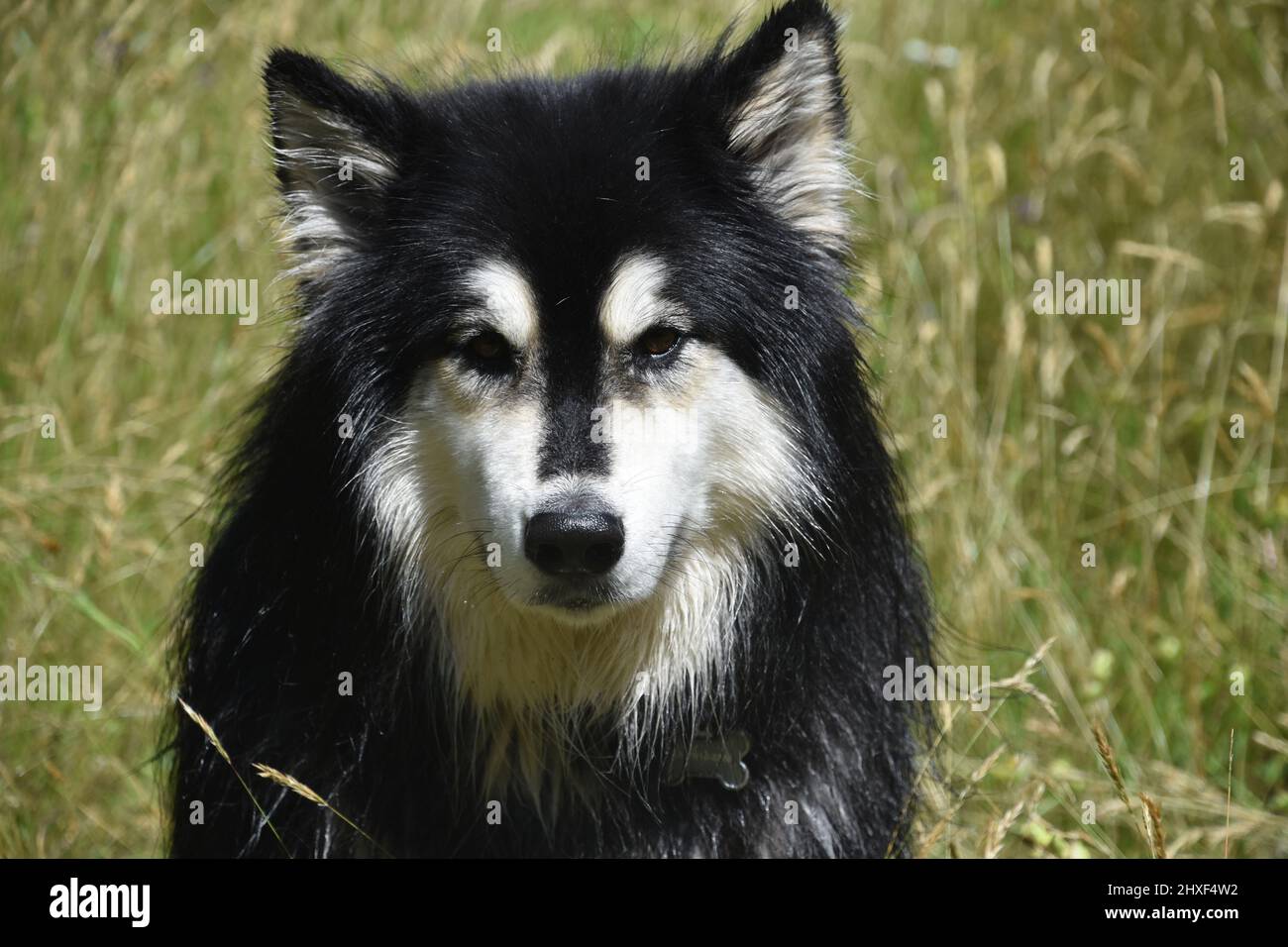 Sweet husky dog sitting in a tall grass field Stock Photo - Alamy