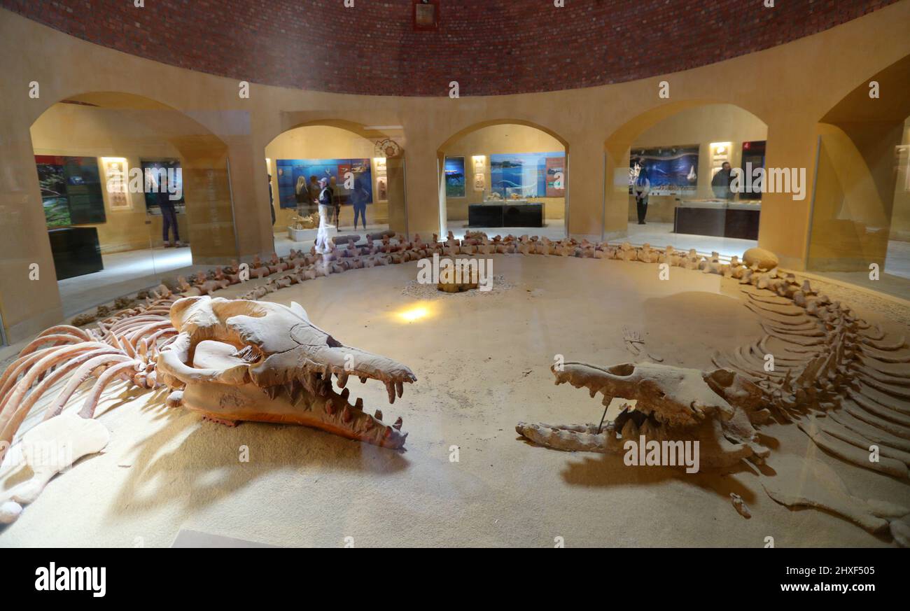 Archaeoceti hi-res stock photography and images - Alamy