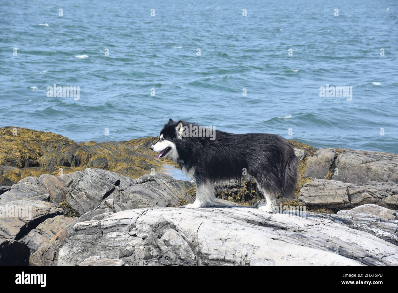 Black and white husky dog standing on a rock by the ocean Stock Photo ...
