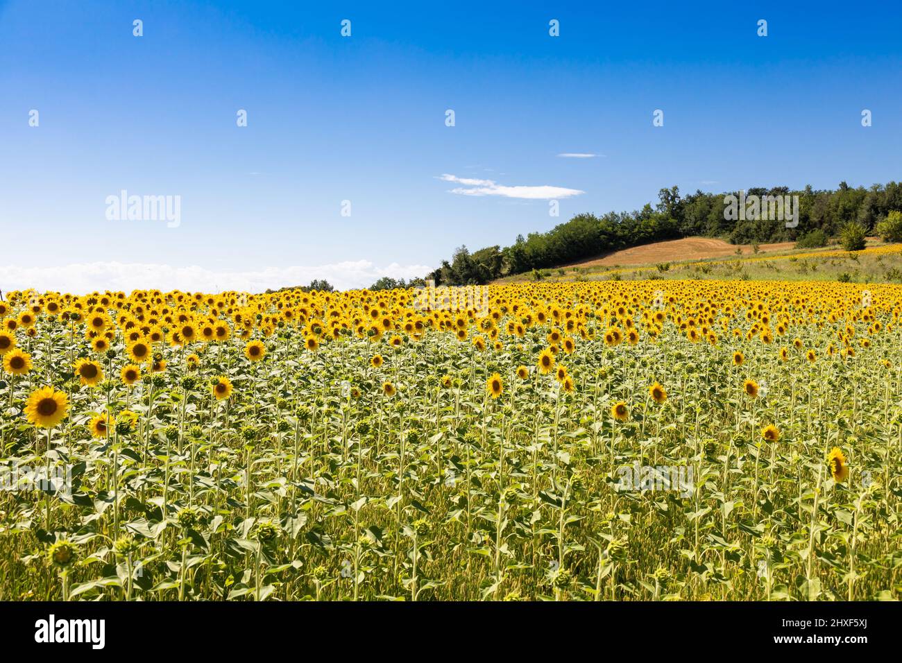 Sunflowers field in Italy. Scenic countryside in Tuscany with deep blue ...