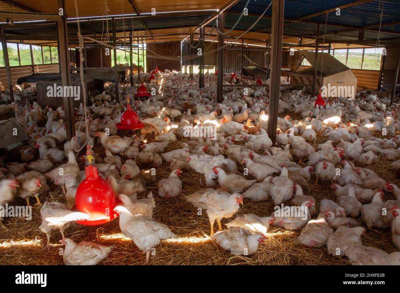 Organic chicken farm, UK, Europe Stock Photo - Alamy
