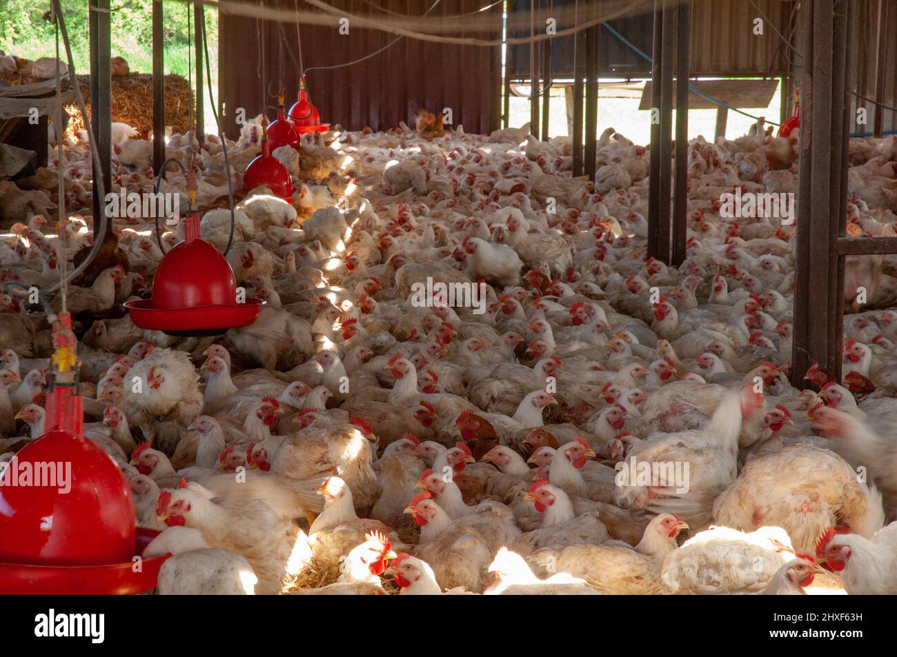 Organic chicken farm, UK, Europe Stock Photo - Alamy