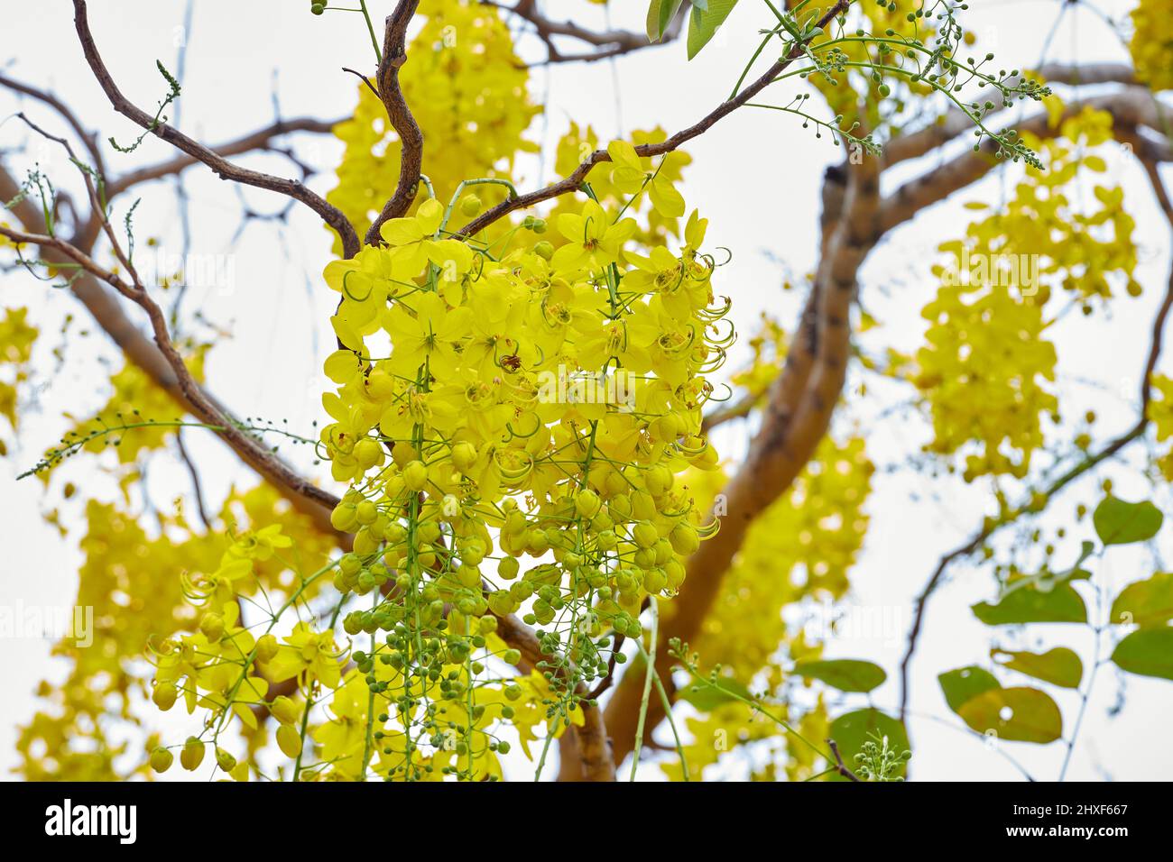 Golden shower tree flower hi-res stock photography and images - Alamy