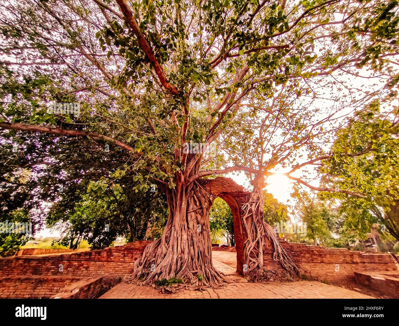 Ancient temple gate in phra ngam. The roots of trees and the gates of ...