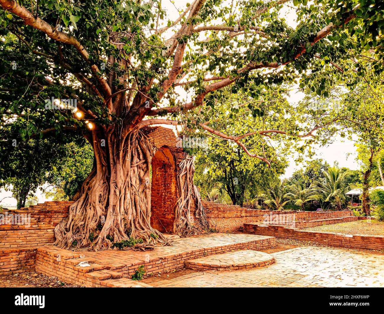Ancient temple gate in phra ngam. The roots of trees and the gates of ...