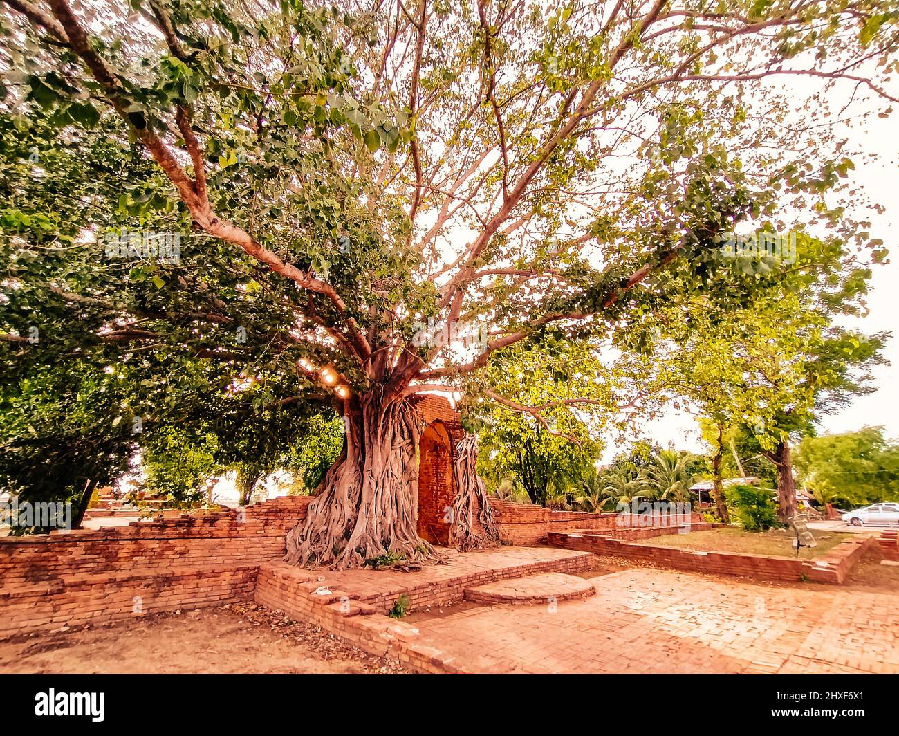 Ancient temple gate in phra ngam. The roots of trees and the gates of ...
