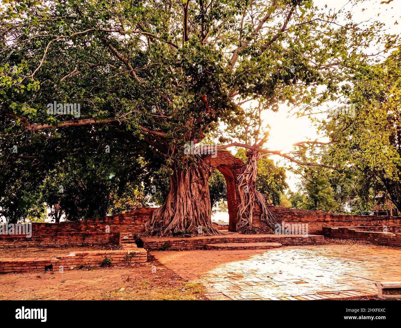 Ancient temple gate in phra ngam. The roots of trees and the gates of ...