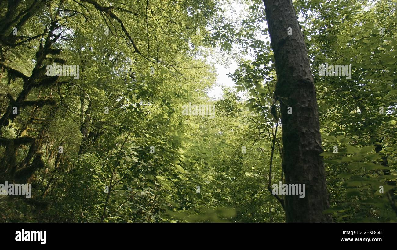 Tropical green forest. Creative. Big green calm trees in a summer ...