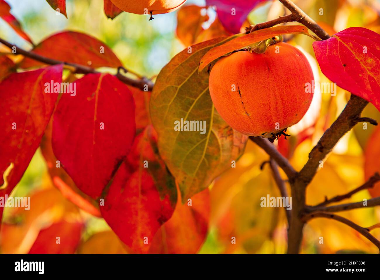 Vivid autumn colors of a paradise apple tree. Close view Stock Photo ...