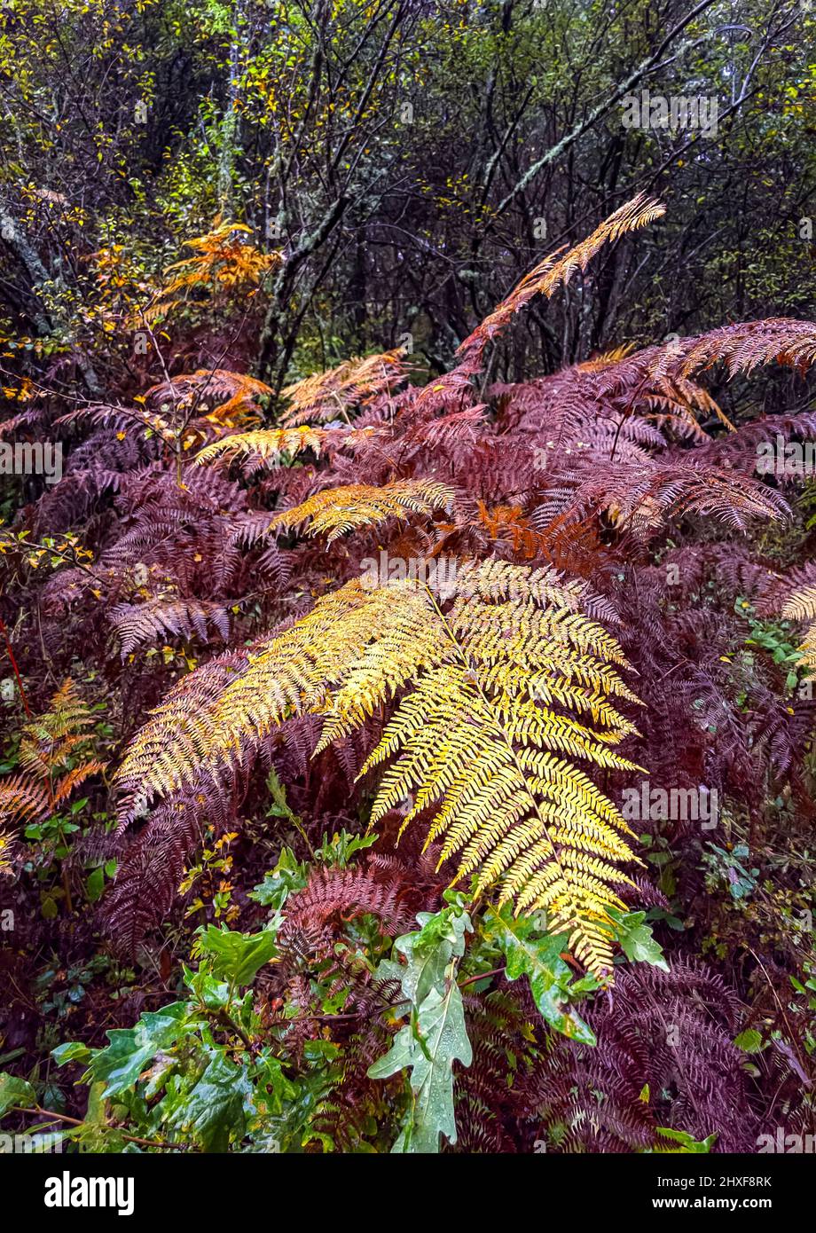 Colorful fern leaves hi-res stock photography and images - Alamy
