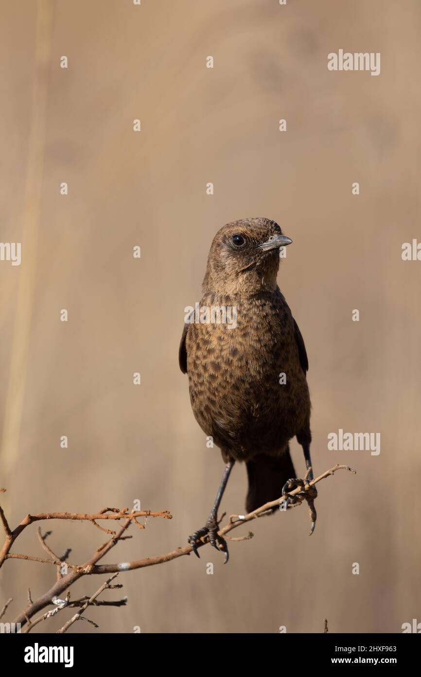 Ant-eating Chat, Addo Elephant National Park Stock Photo - Alamy