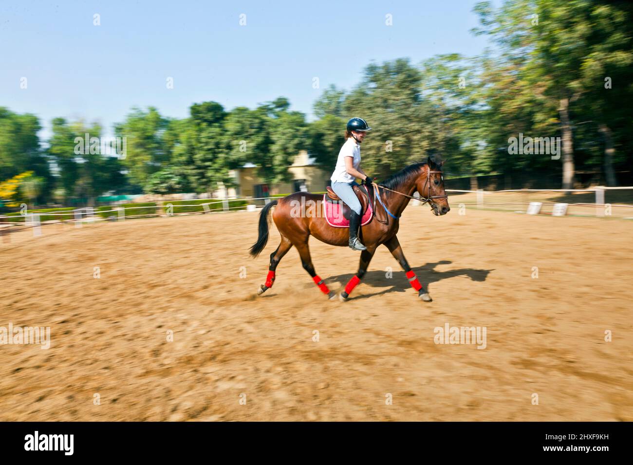 female rider trains the horse in the riding course Stock Photo - Alamy