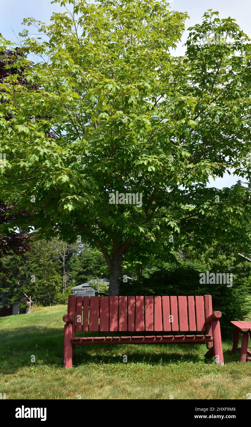 Sunny day outdoors with a beautiful red wood bench Stock Photo - Alamy