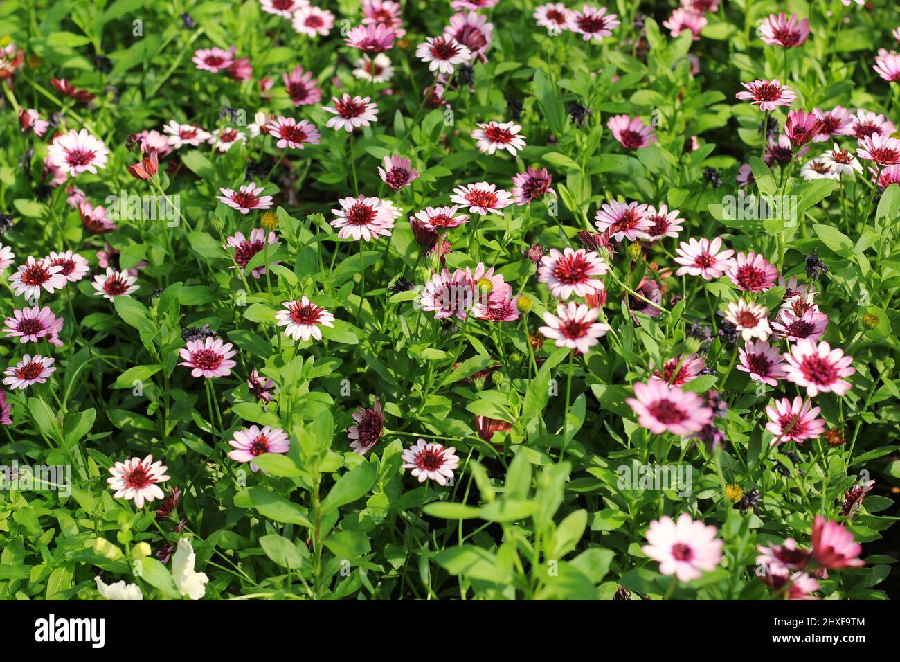 Beautiful pink daisy flowers growing in the garden Stock Photo - Alamy