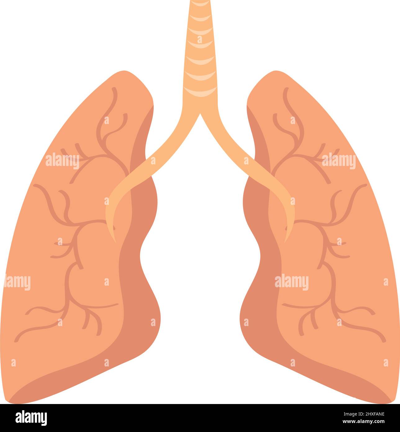 Human lungs design Stock Vector Image & Art - Alamy