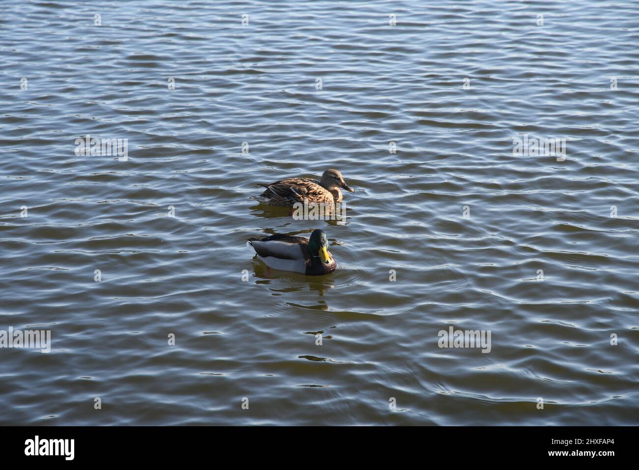 Copenhagen/Denmark.12.March 2022/Male feeding birds sea gulls and duck ...