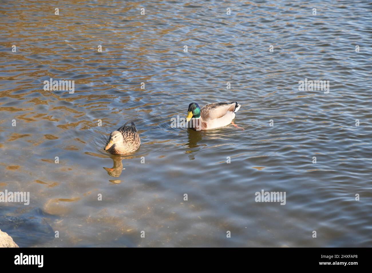 Copenhagen/Denmark.12.March 2022/Male feeding birds sea gulls and duck ...