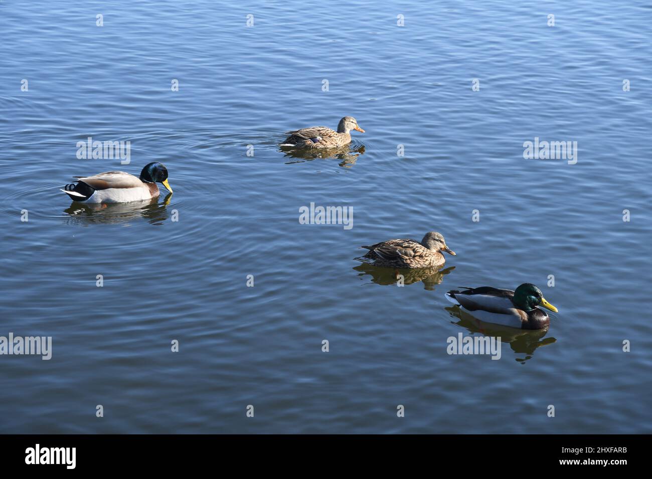 Copenhagen/Denmark.12.March 2022/Male feeding birds sea gulls and duck ...