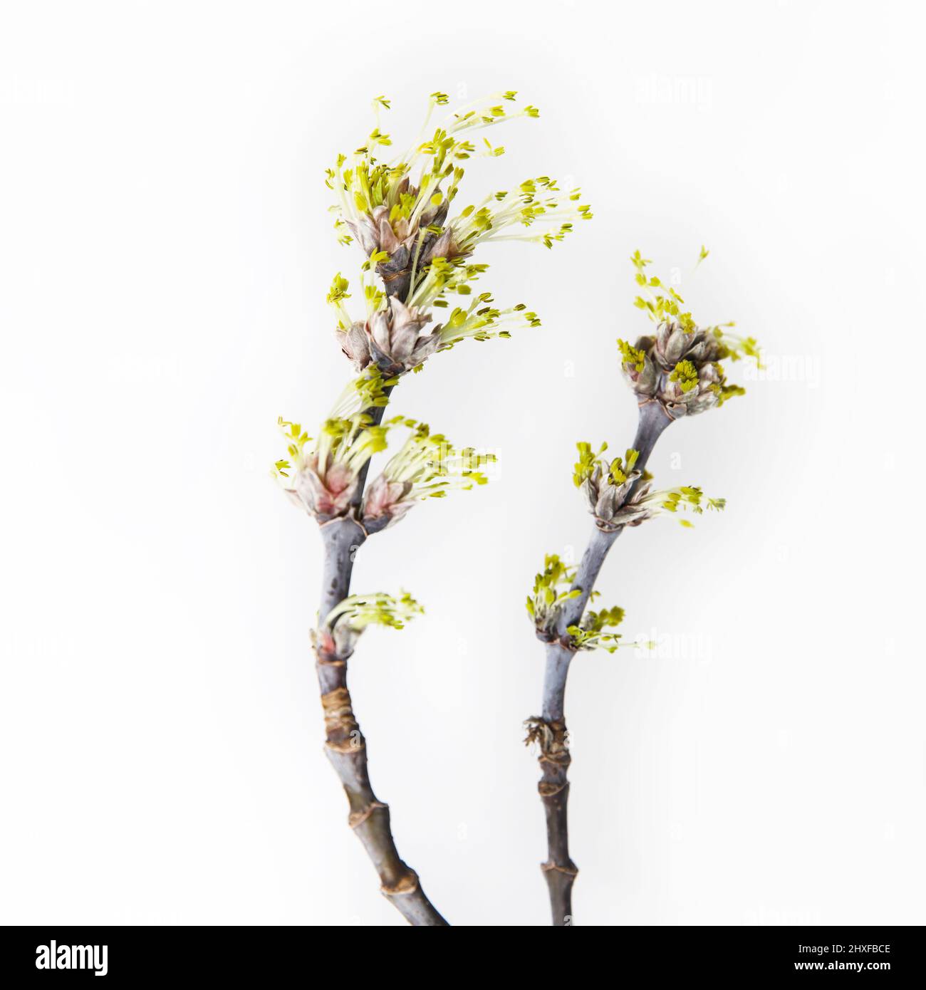 Flowering twigs of boxelder maple with semi-blossomed leaves on a white ...