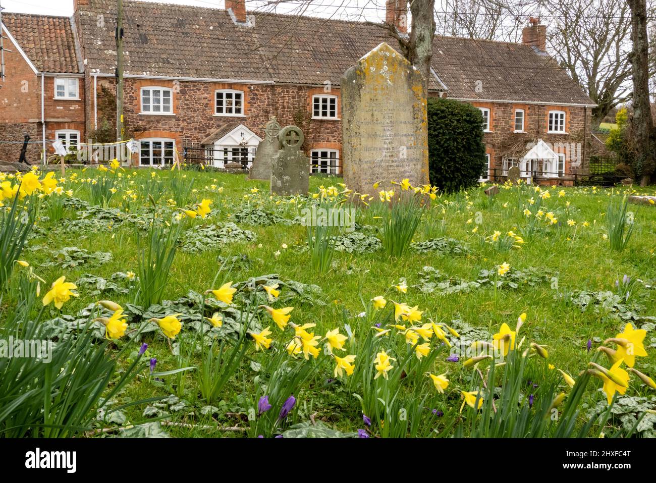 Spring daffodils in the churchyard of St Peter and St Paul at Over ...
