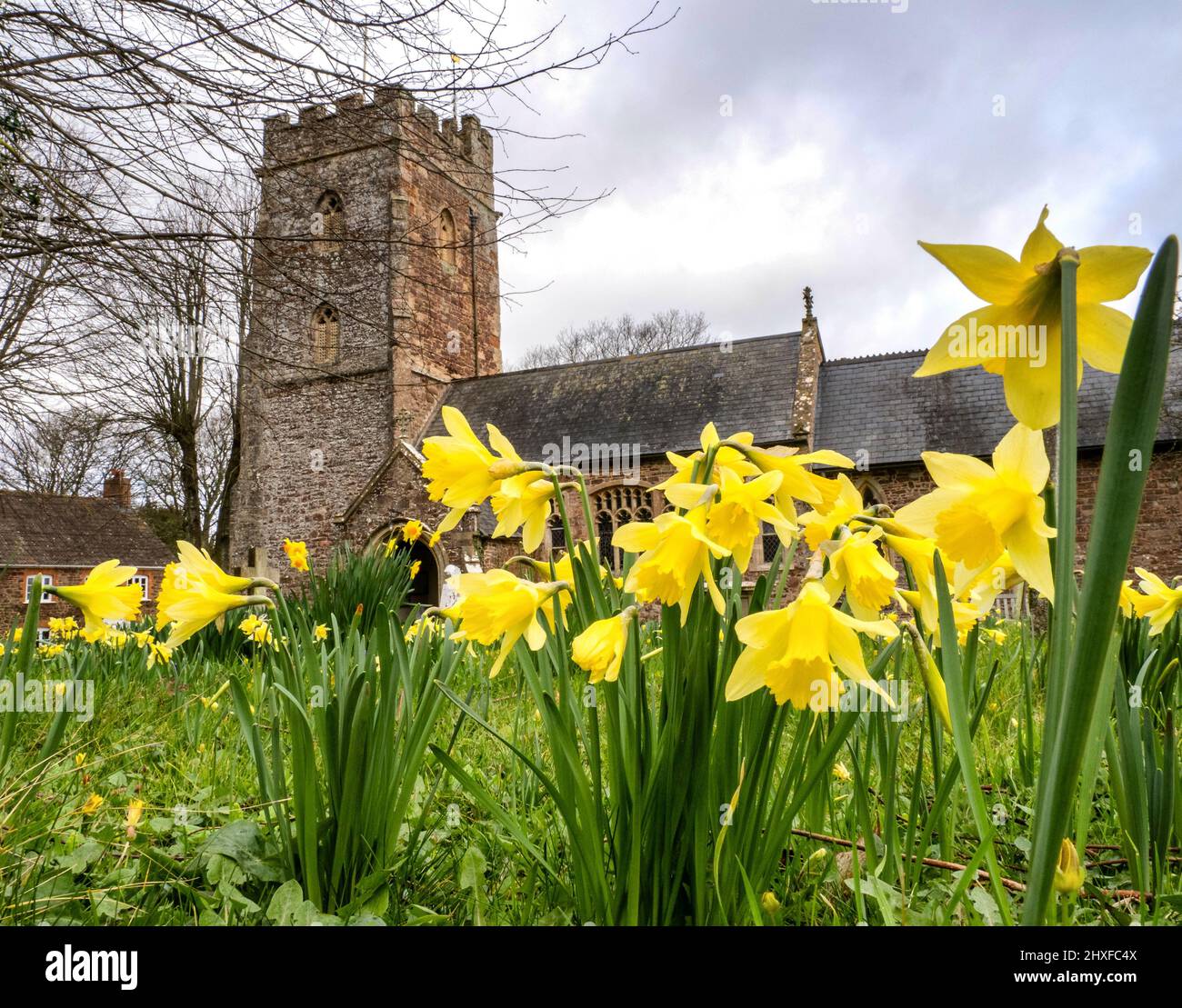 Spring daffodils in the churchyard of St Peter and St Paul at Over ...