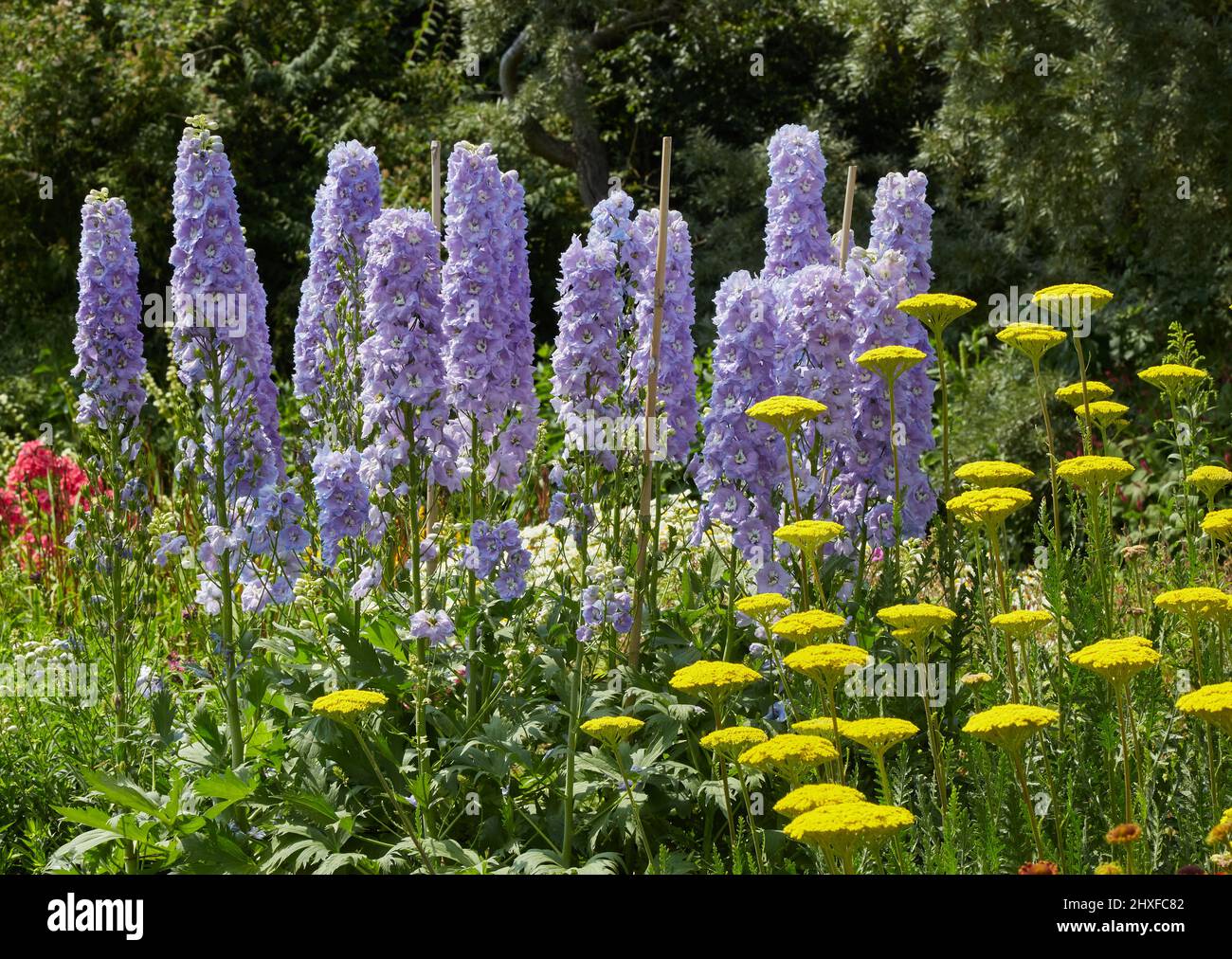 Delphiniums herbaceous border hi-res stock photography and images - Alamy