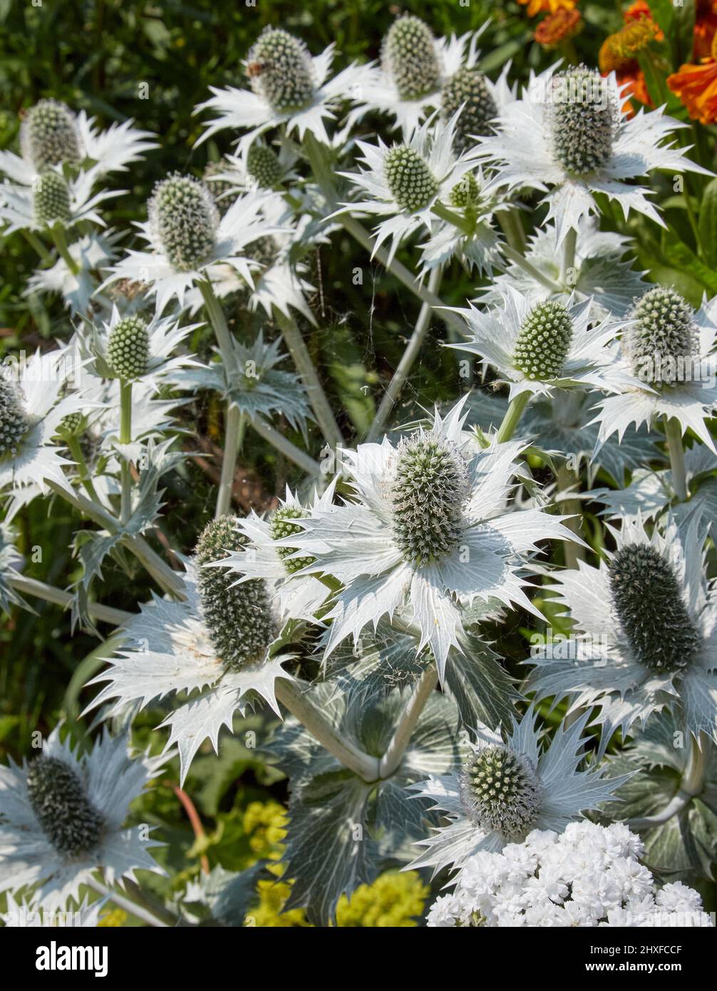 Perennial gardens hi-res stock photography and images - Alamy