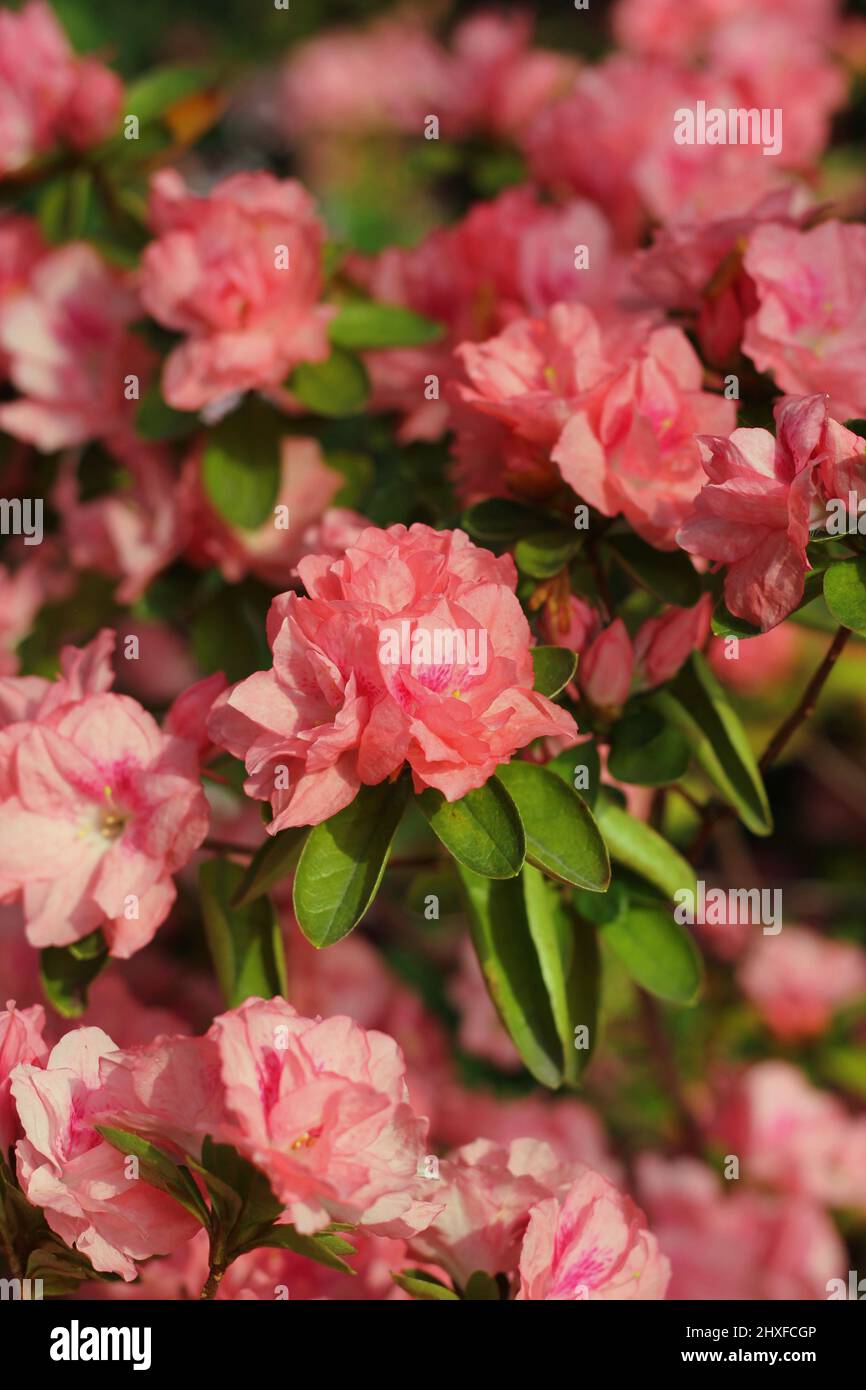 Beautiful pink azaleas growing in the summer flower garden Stock Photo ...