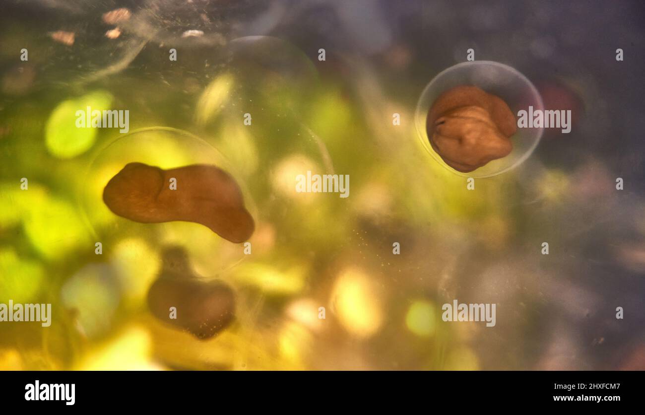 Tadpoles of the European Common Frog Rana temporaria in early embryonic ...