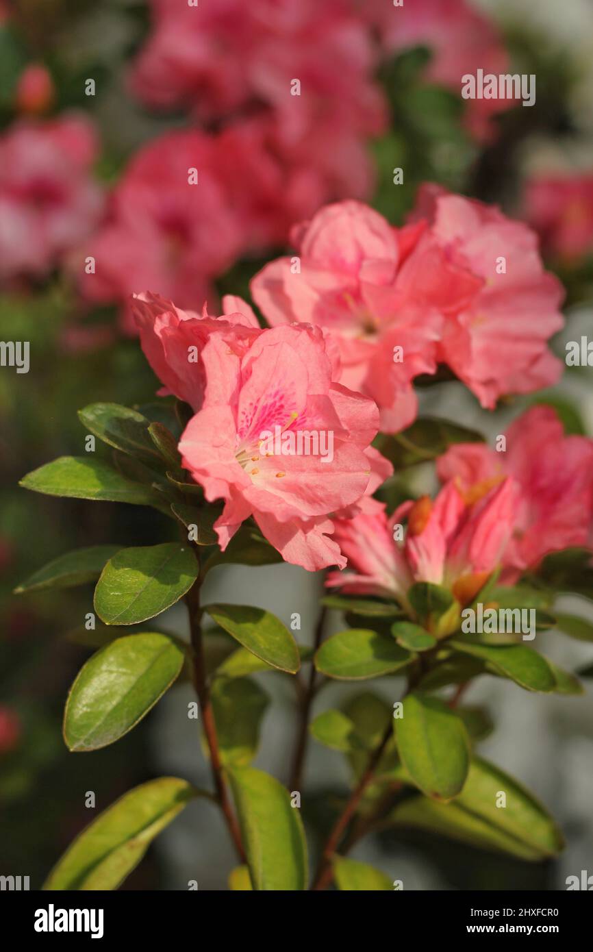 Beautiful pink azaleas growing in the summer flower garden Stock Photo ...