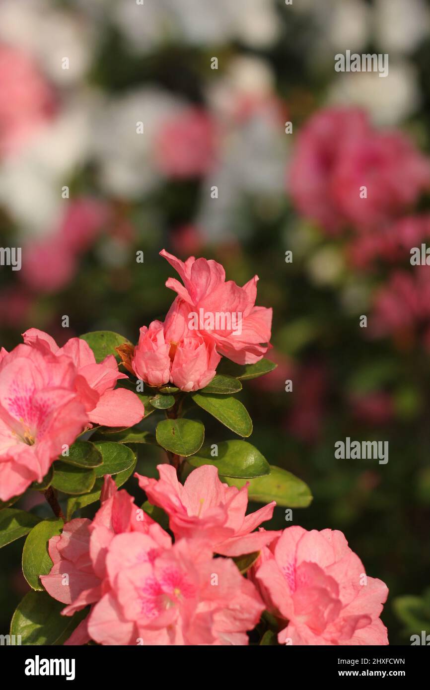 Beautiful pink azaleas growing in the summer flower garden Stock Photo ...