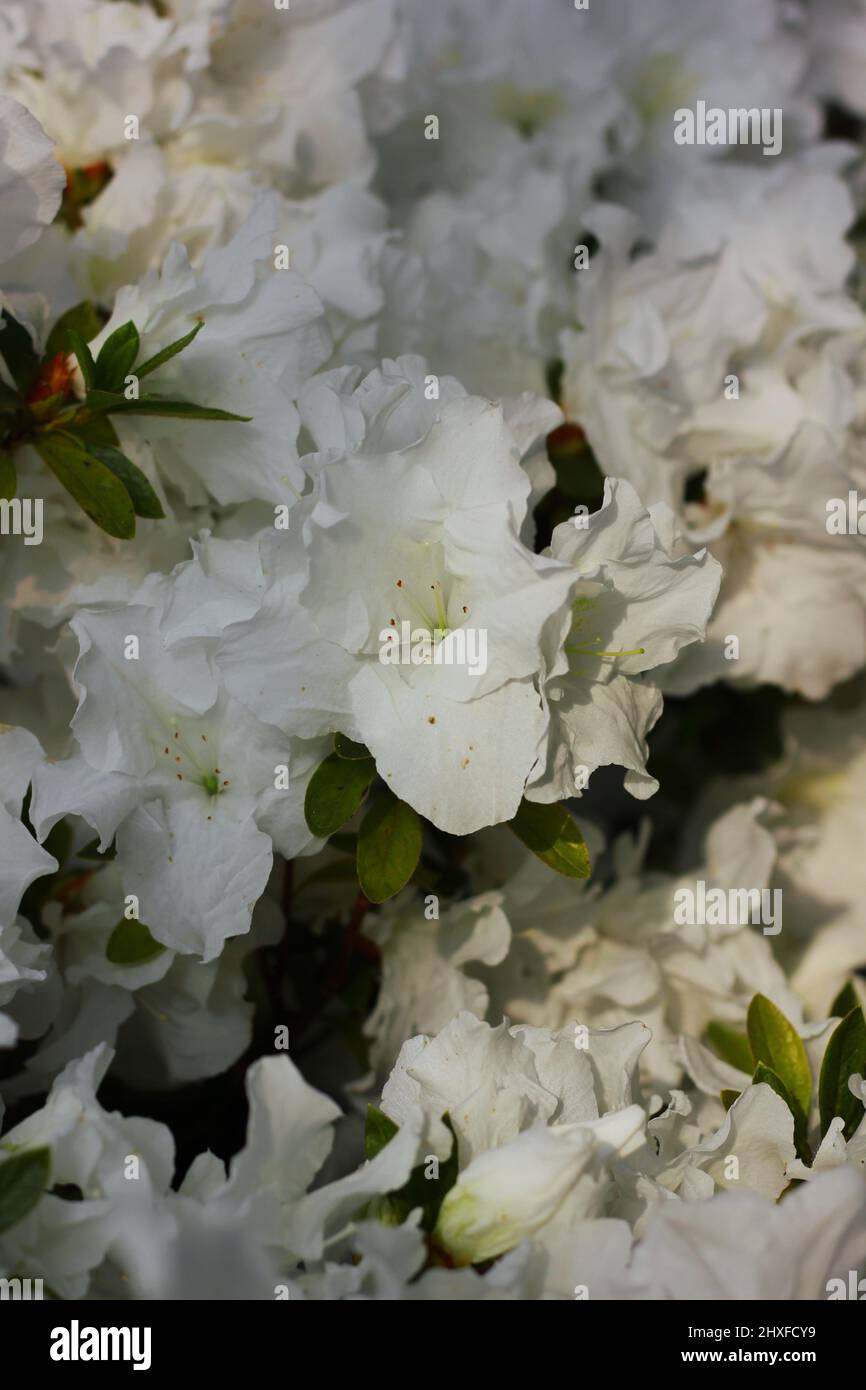Fresh white flowers growing in the spring flower garden Stock Photo - Alamy