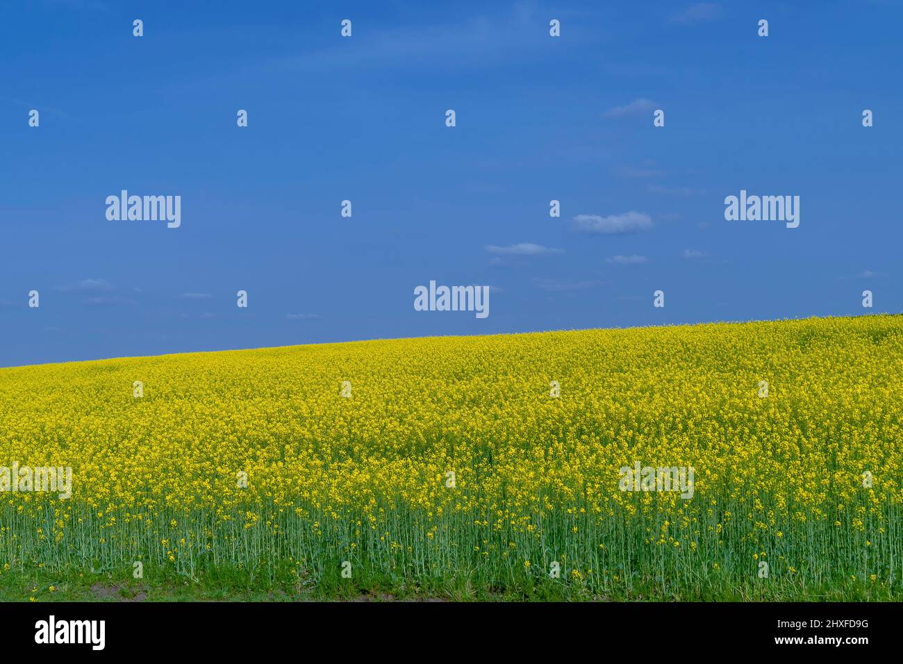 Stunning rapeseed field in bloom in the countryside of Craiova, Dolj ...