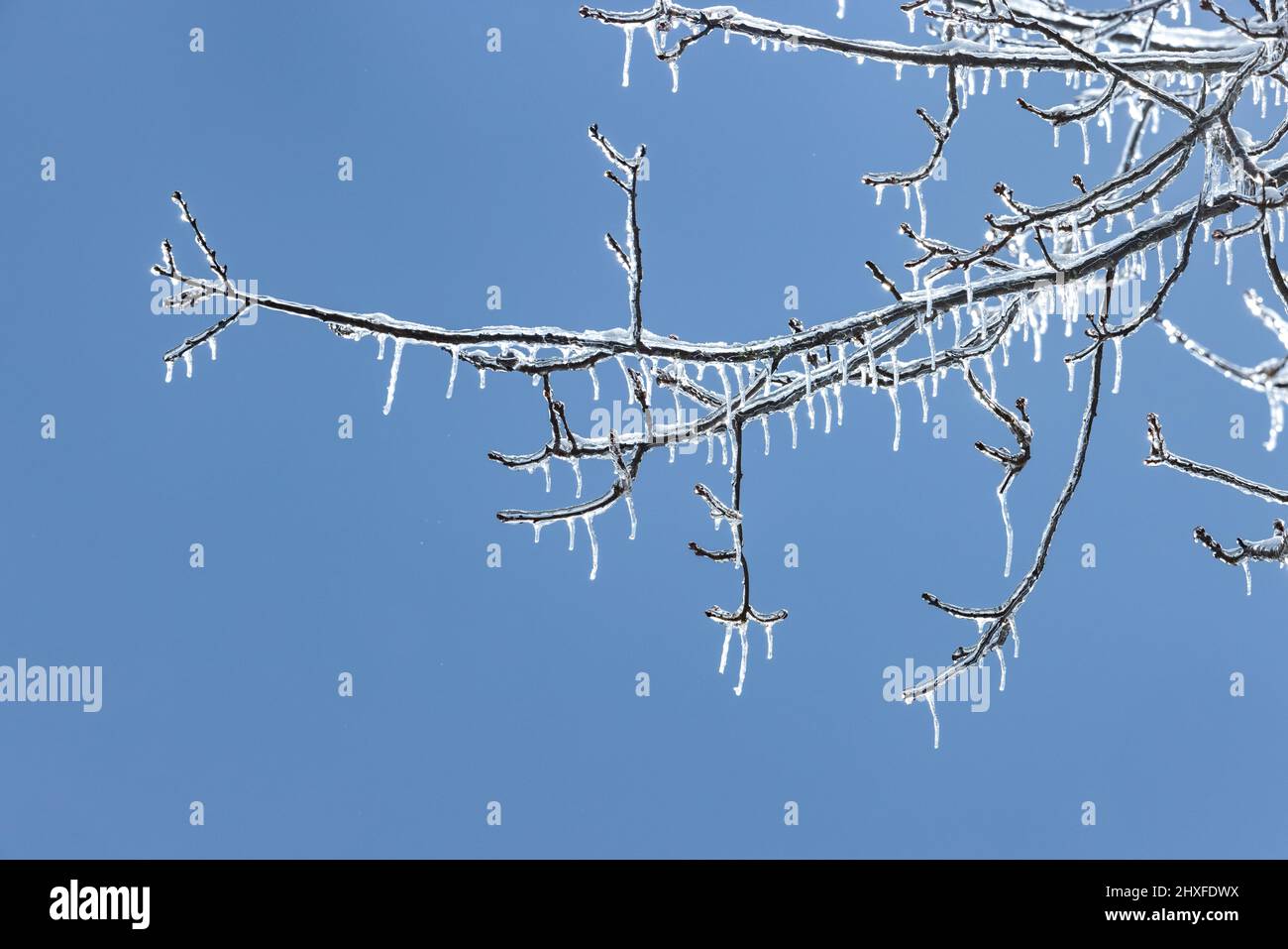 Ice covered tree branches hi-res stock photography and images - Alamy