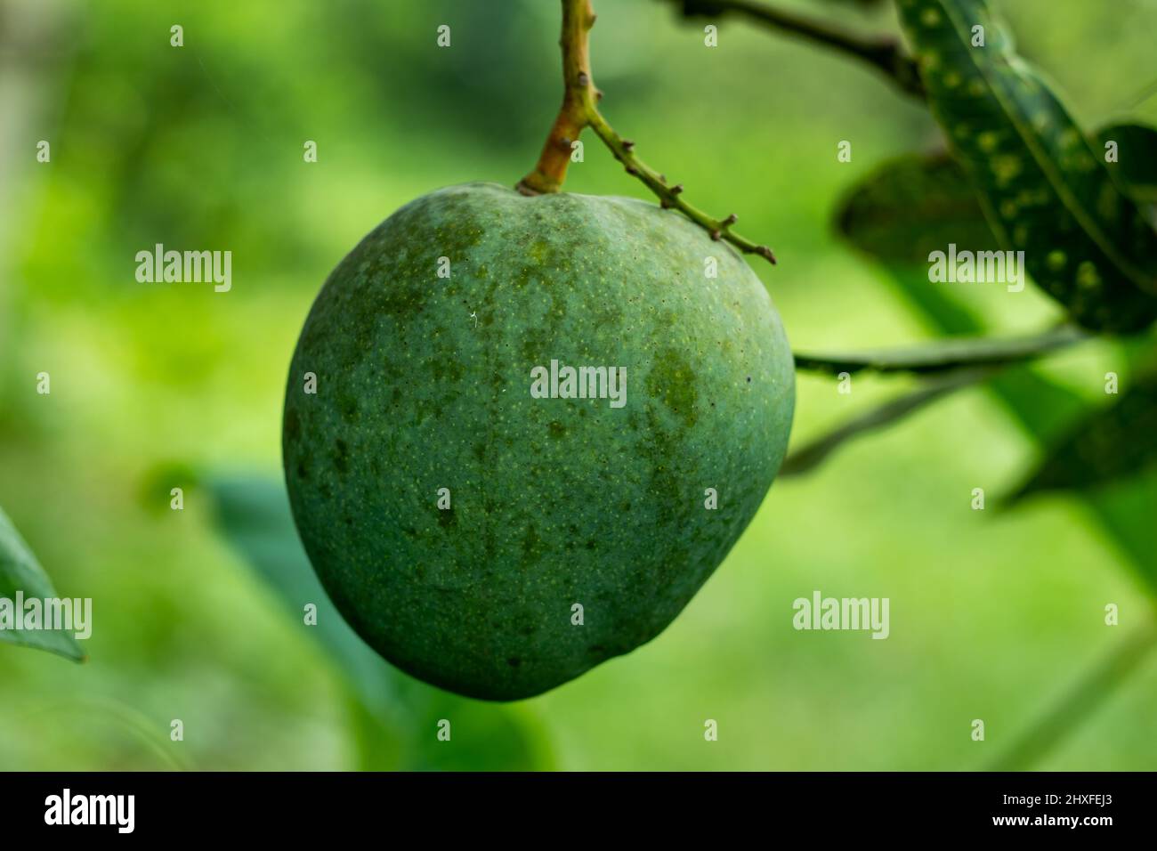 Vitamins sweet hi-res stock photography and images - Alamy