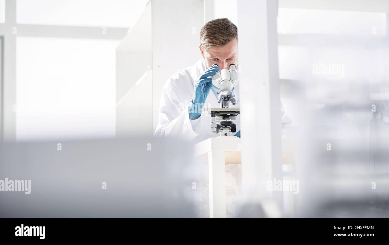 scientist looking at liquid samples through a microscope Stock Photo ...