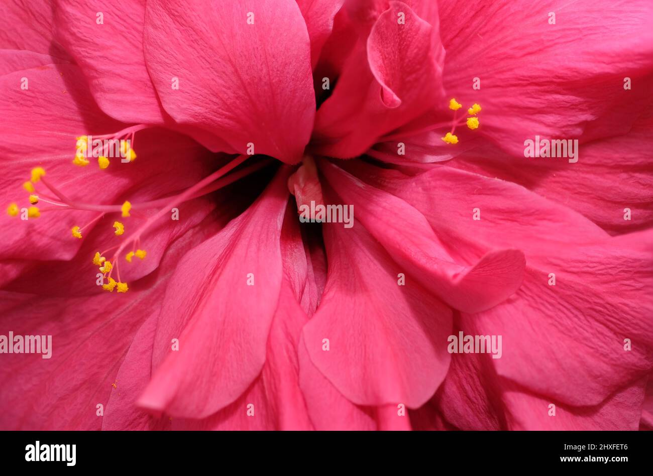 Close up Hibiscus rosa-sinensis, known as China rose Stock Photo - Alamy