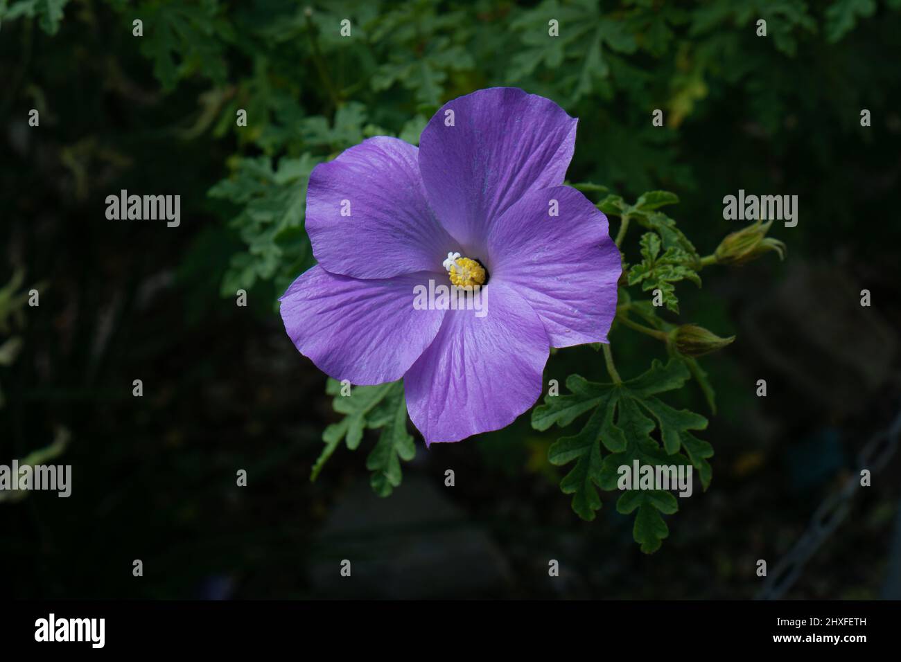 Huegelii hi-res stock photography and images - Alamy