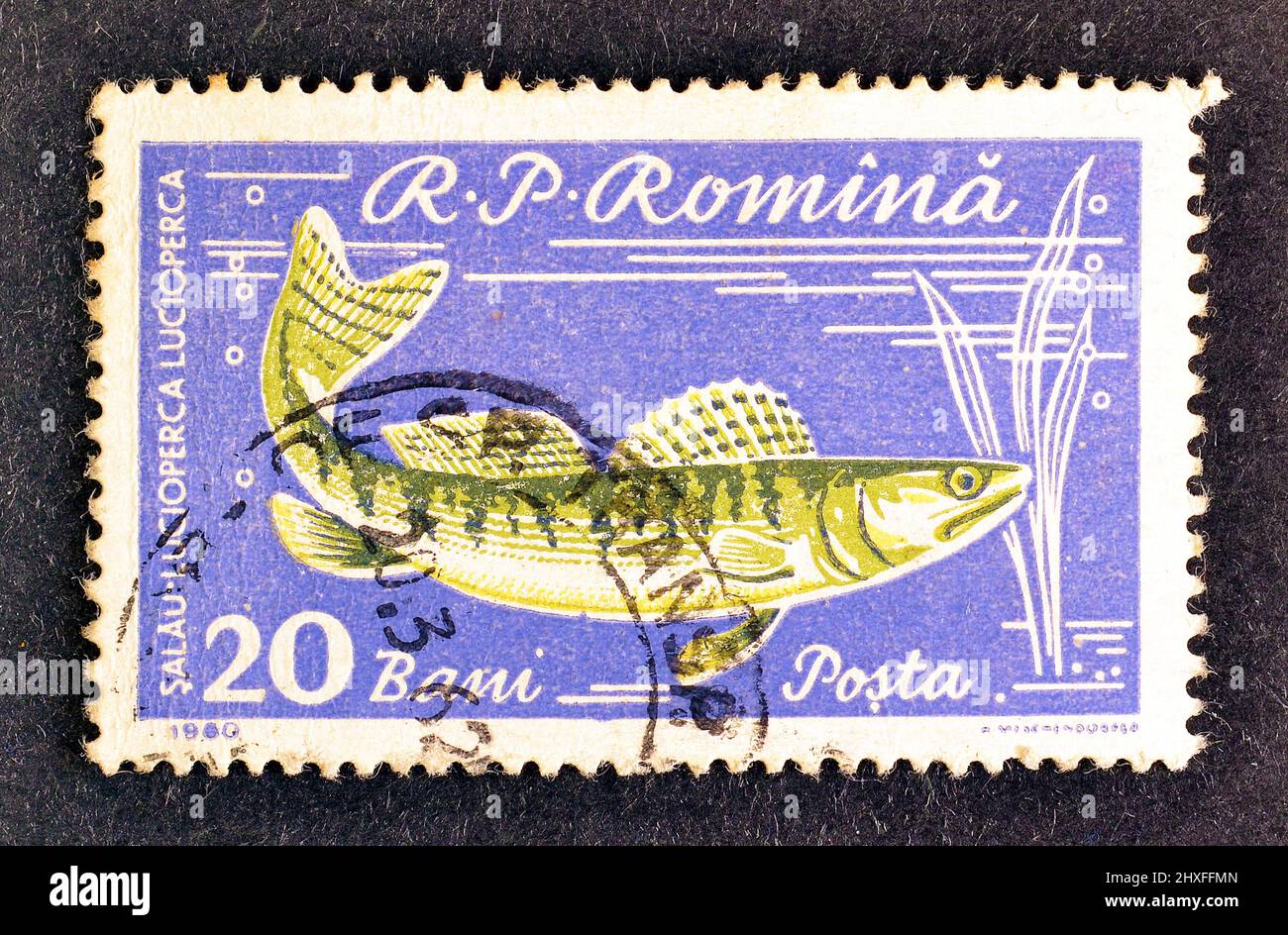 Cancelled postage stamp printed by Romania, that shows Zander ...