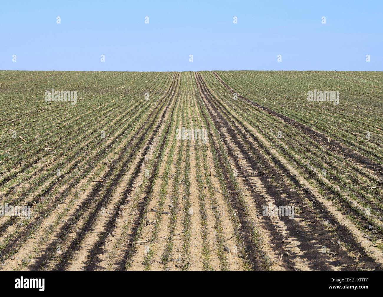 freshly applied Liquid manure for Field fertilization Stock Photo - Alamy