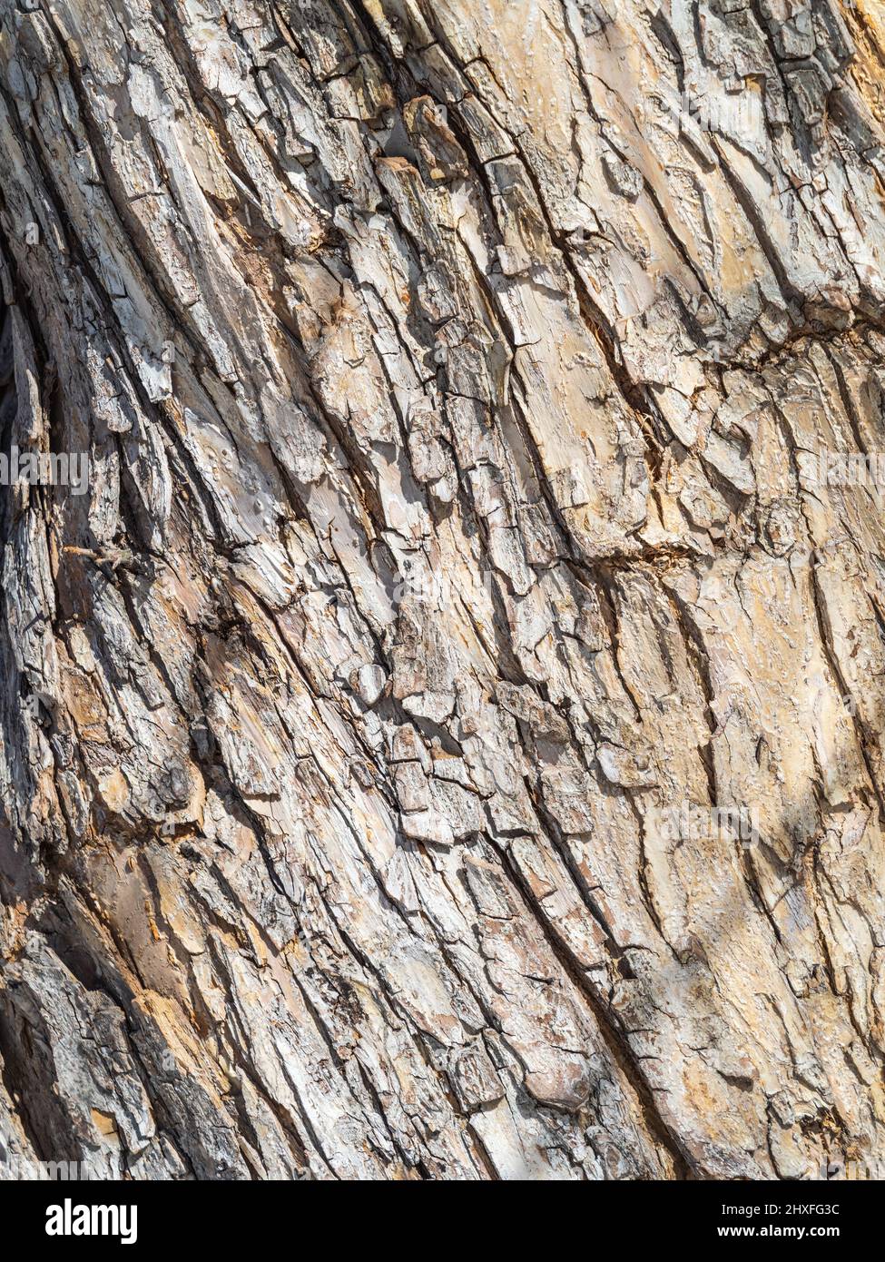 The texture of the bark of an old apple tree with snow in winter ...
