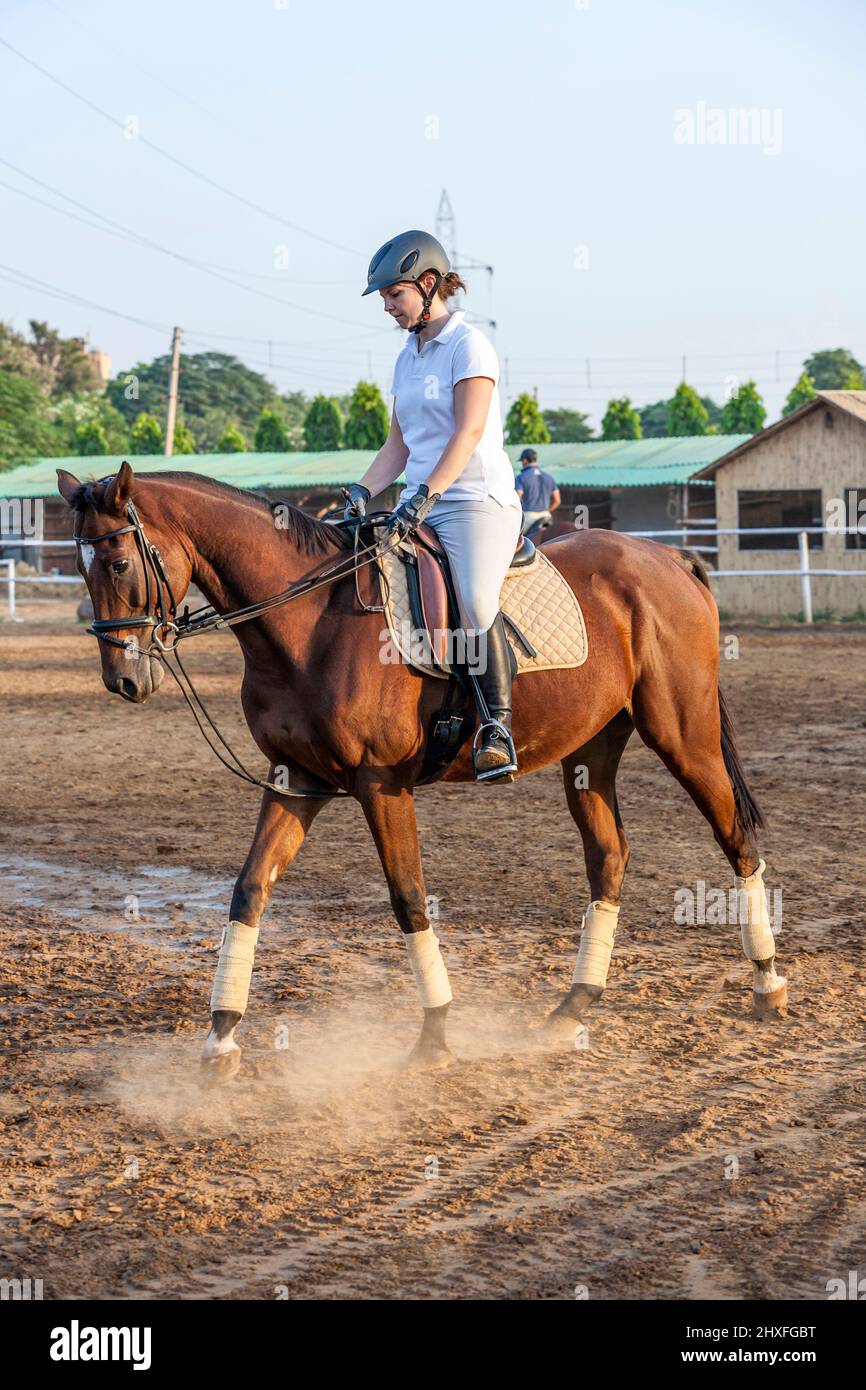 woman riding her horse in the parcour Stock Photo - Alamy
