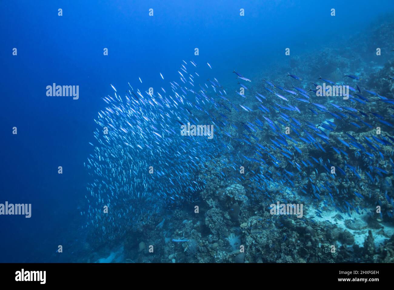 Seascape with School of Fish, Boga fish in the coral reef of the ...
