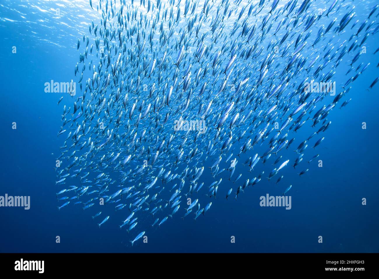 Seascape with School of Fish, Boga fish in the coral reef of the ...