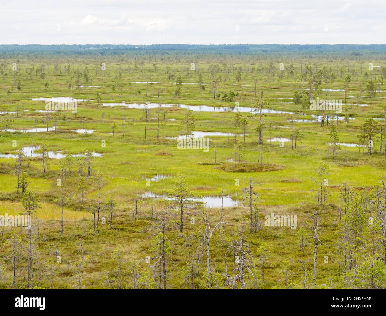 Obrotrophic raised bog with puddles Stock Photo - Alamy