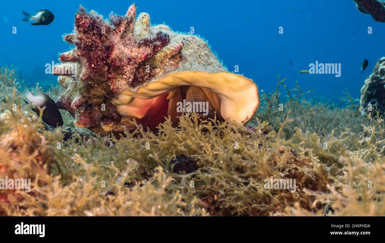 Seascape with Conch in the coral reef of Caribbean Sea, Curacao Stock ...