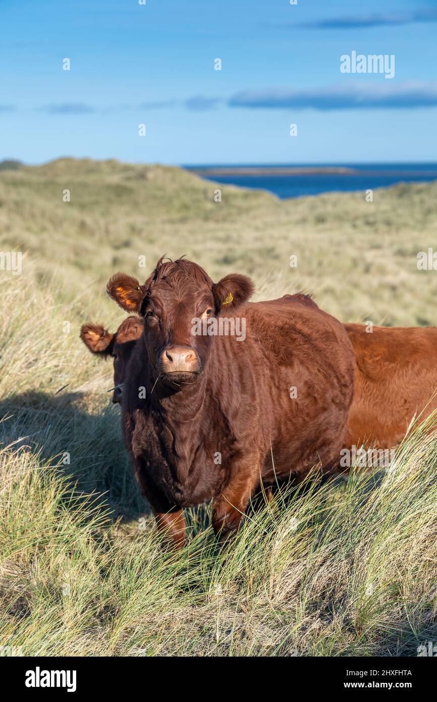Luing cattle out wintering and grazing on sand dunes on the ...