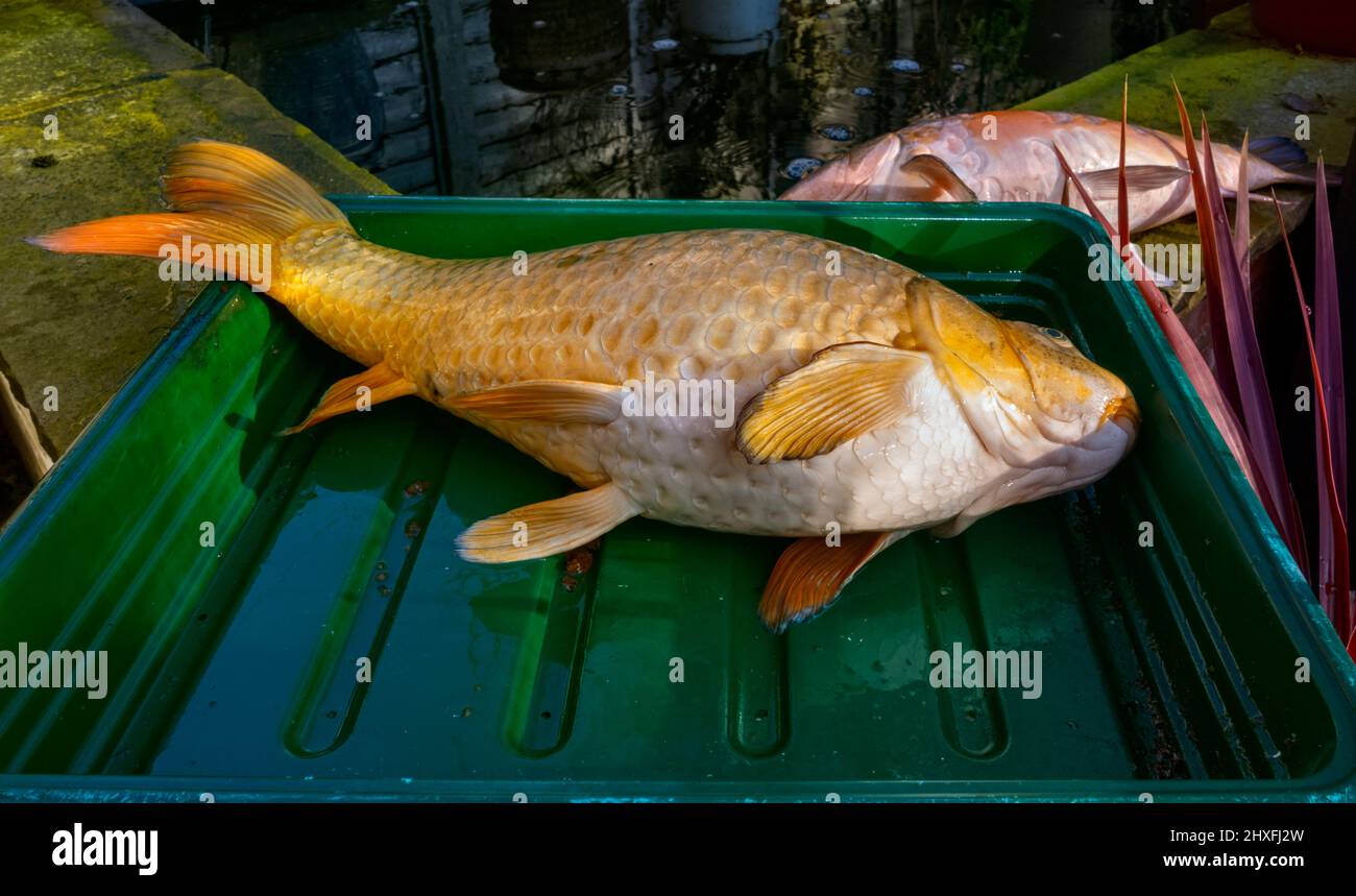 Dead koi carp hi-res stock photography and images - Alamy