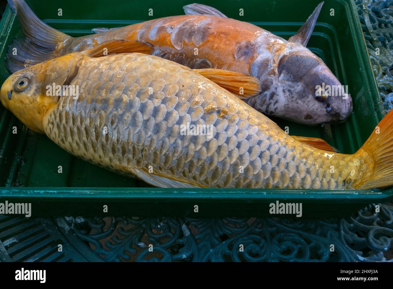 Dead Koi Carp fish in green tray Stock Photo - Alamy