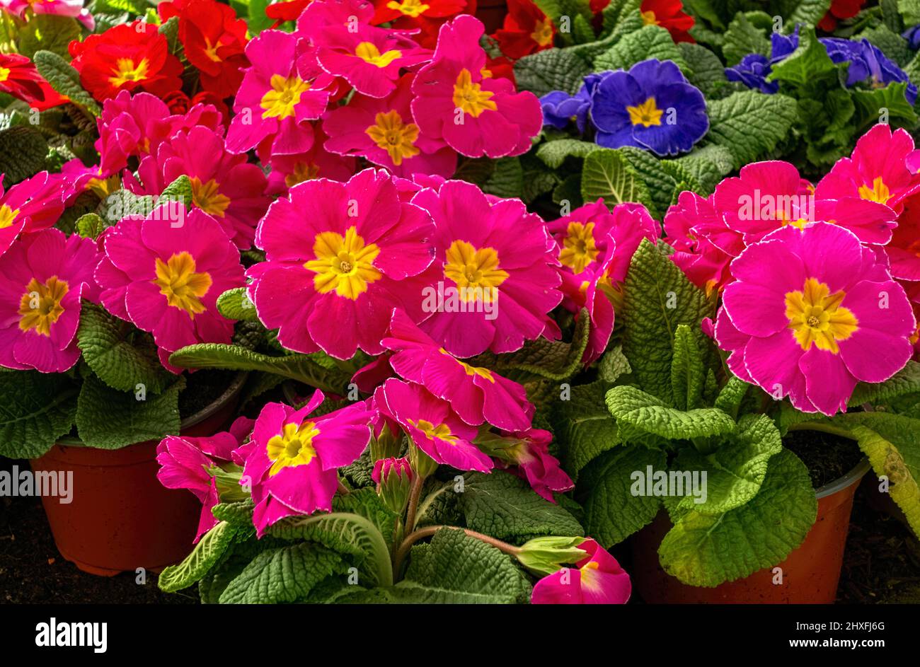 Common primrose (Primula vulgaris Primula aculis) pink close up Stock ...